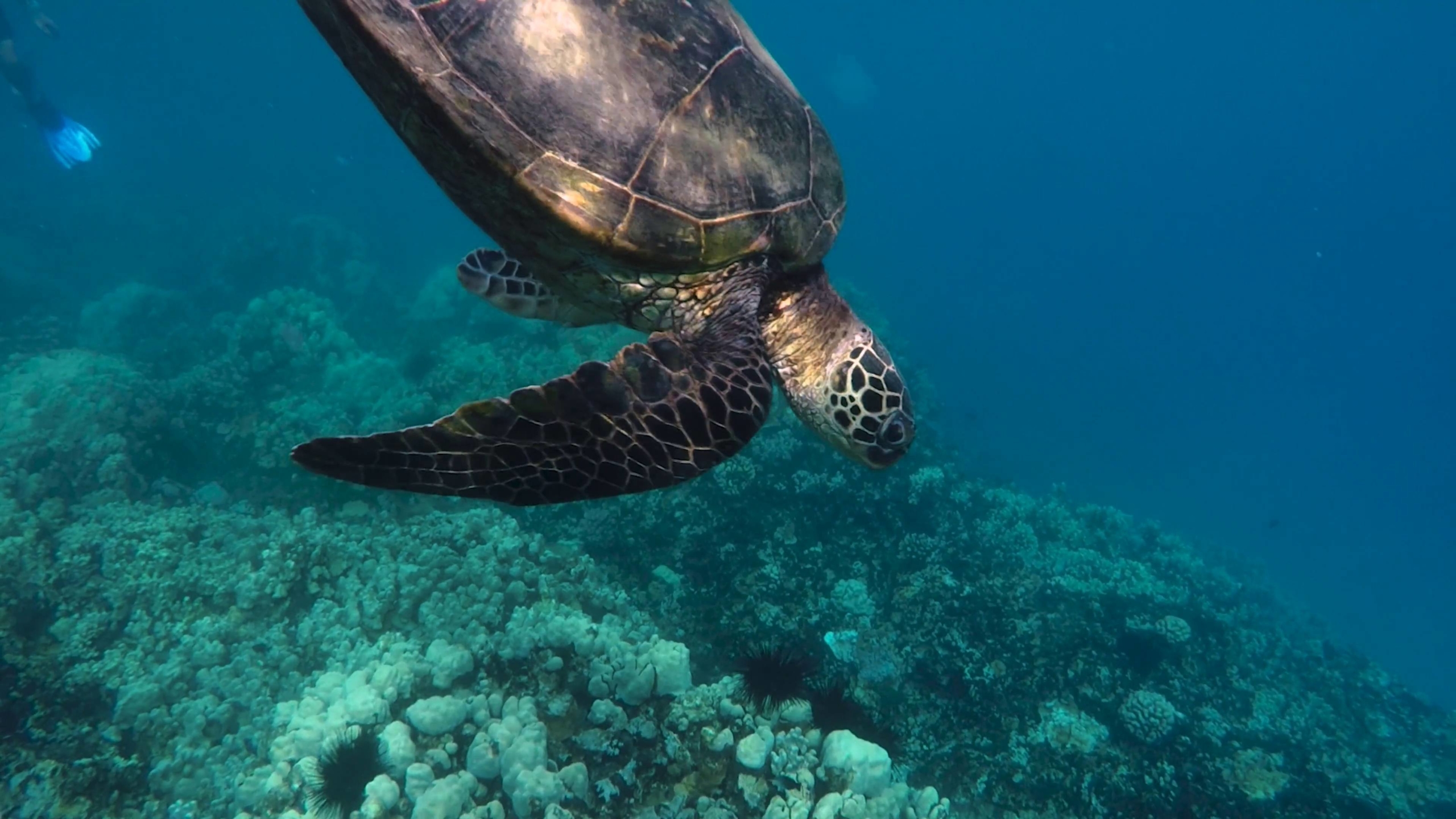 Maui Marketing | About Us And Our Marketing Firm